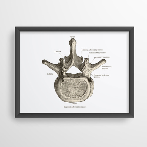 3rd Lumbar Vertebra Spine Vintage Human Anatomy Art Print | Anatomy Art ...