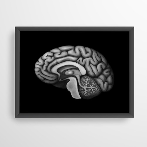 Lateral Brain Median Section Neurology Modern Human Anatomy Art Print ...