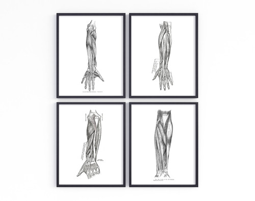Upper Limb Muscle Art Collection Human Anatomy Art Prints | Anatomy Art ...