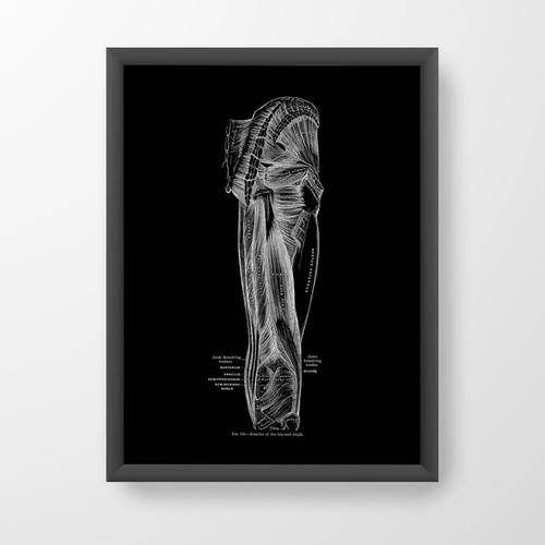 Hamstring Gluteus Human Anatomy Leg Muscle Art Print X-RayBlack ...