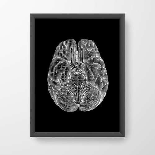 Brain Inferior Hemispheres Cerebellum Neuro Human Anatomy Art Print X ...