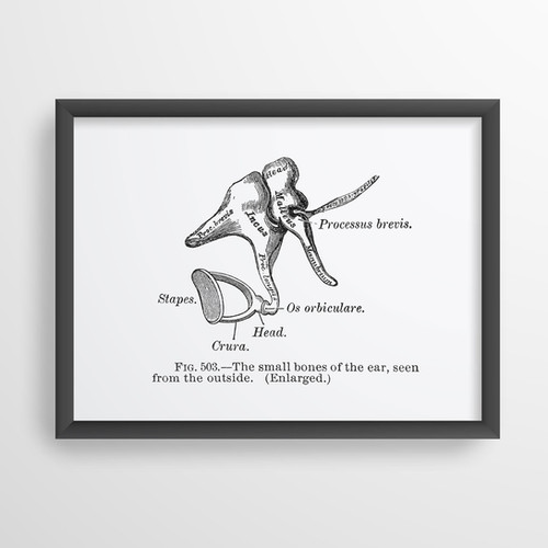 Ossicle Small Bones of Ear ENT Vintage Audiology Anatomy Art Print ...