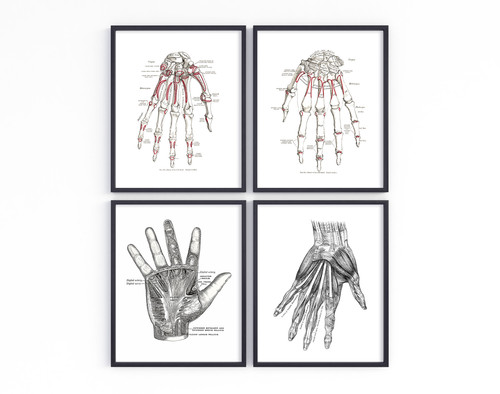 Hand Bone And Muscle Art Collection Human Anatomy Art Prints Anatomy