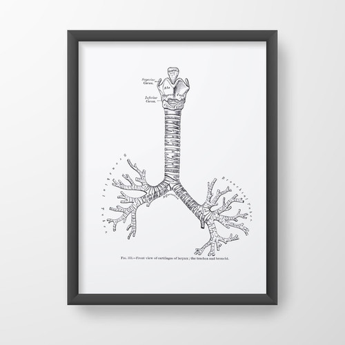 Lung Larynx Trachea Bronchi Pulmonary Respiratory Human Anatomy Art ...