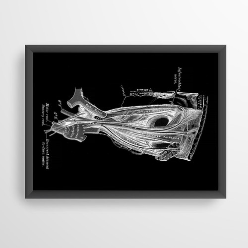 Eye Nerves of the Orbit Optometry Ophthalmology Anatomy Art Print X-Ray ...