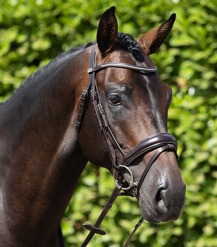 PE Stellazio Anatomic Snaffle Bridle with Flash | Horse-Shop.co.uk