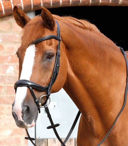 PE Savuto Anatomic Bridle | Horse-Shop.co.uk