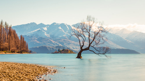 Lake Wanaka - The Wanaka Tree | NZ Scenery Prints