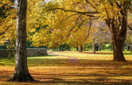 Cornwall Park - Autumn | NZ Scenery Prints
