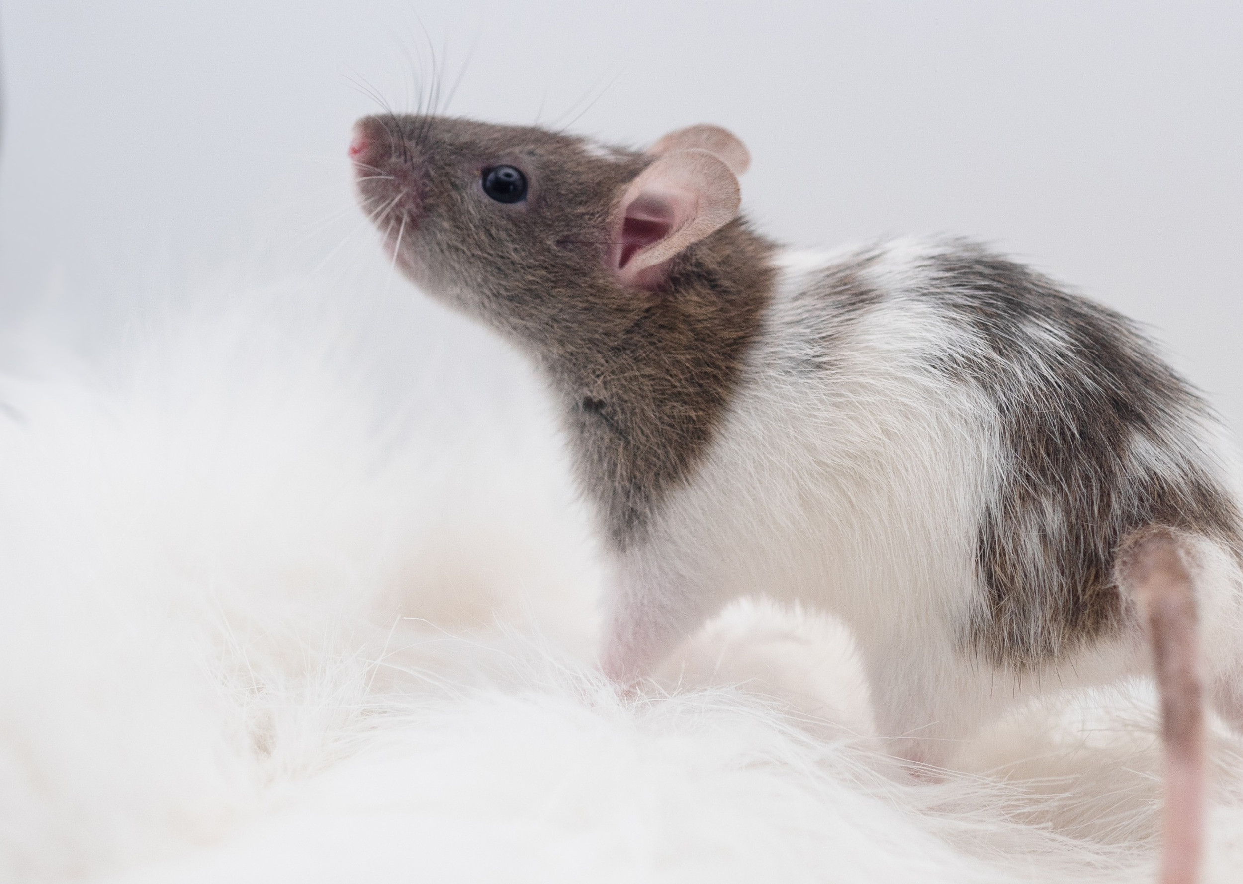 SHOP | Tea Time Rattery