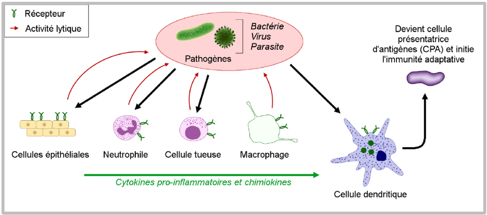 Un virus pour réapprendre l'essentiel
