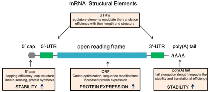mRNA Therapeutics: A Promise On The Horizon