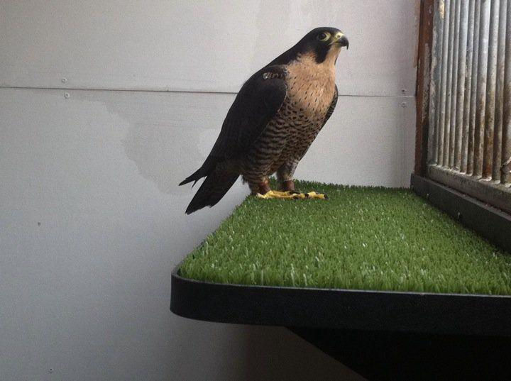 Window Ledge Perch | forbes-falconry
