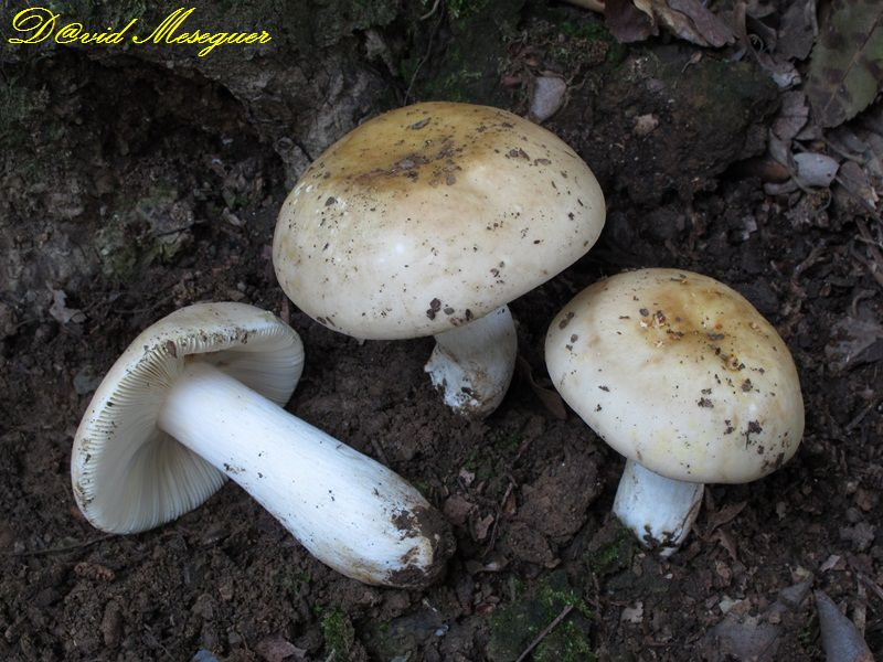 Russula decipiens