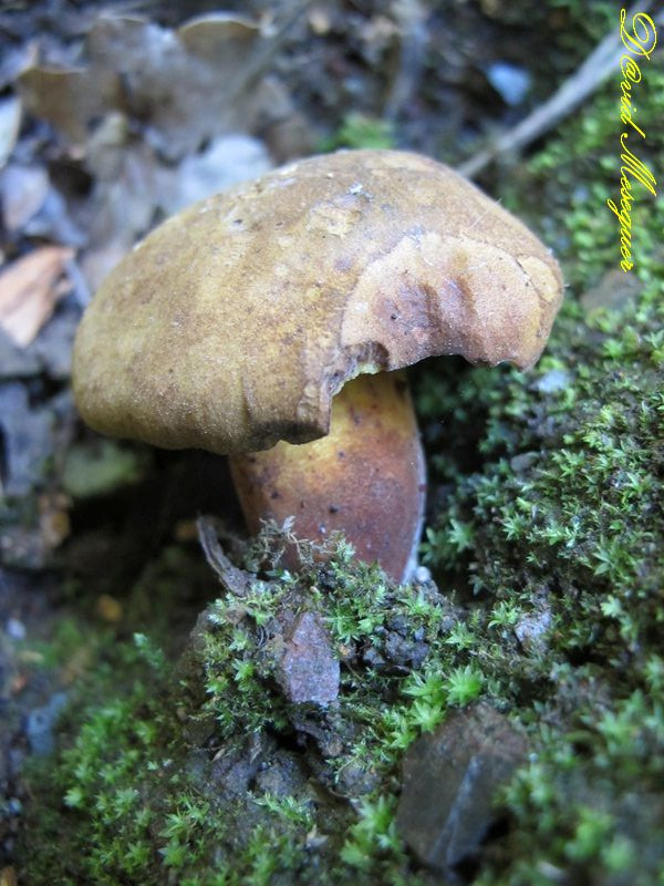 Boletus pulverulentus-1