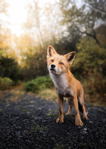 Curious Red Fox | Sergiushannan