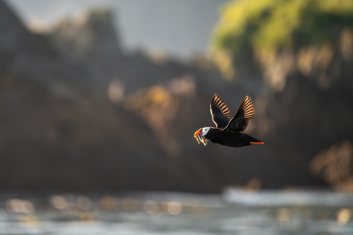 Tufted Puffin in morning light | Sergiushannan