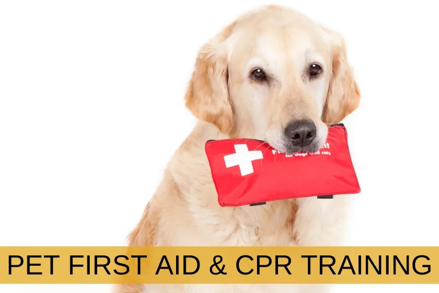 Pet First Aid/CPR Training | CCPN