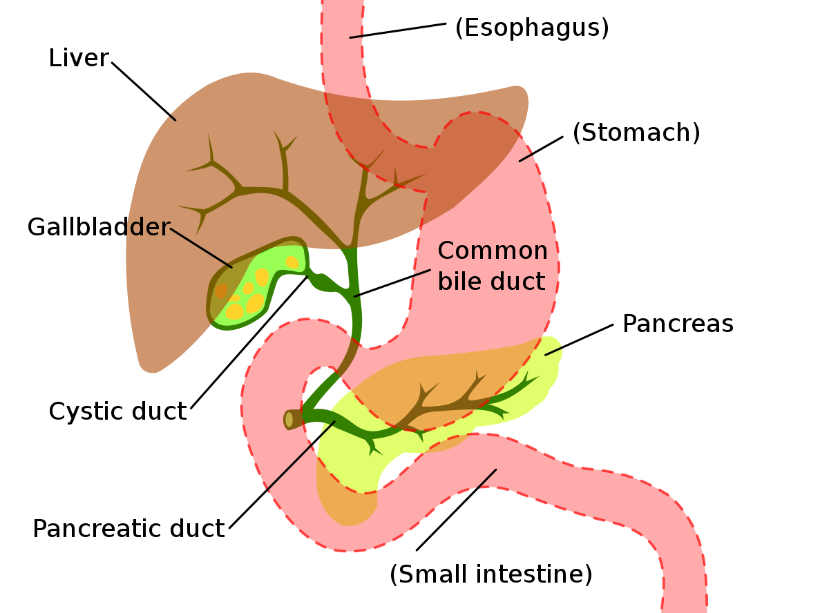 What is a gallbladder? What is bile? What is the function of the ...