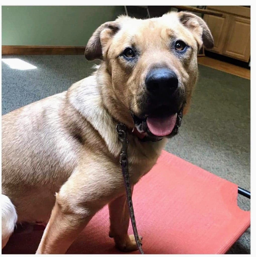 fpp | Available Pets