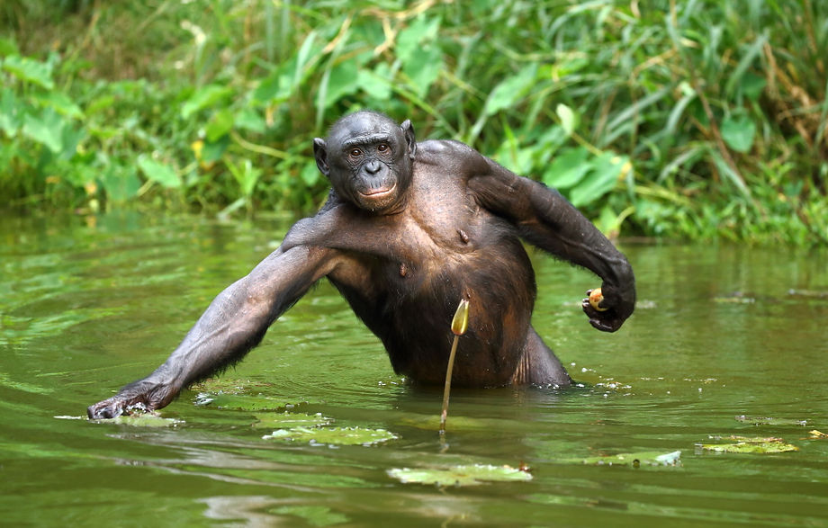 Plan a Day Trip or Overnight Stay | Friends of Bonobos
