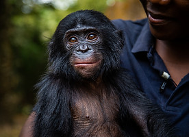 Meet the Bonobos | Friends of Bonobos