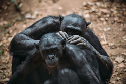 For Kids | Friends of Bonobos