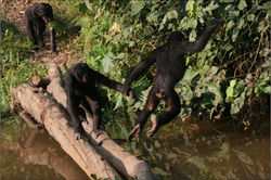 For Kids | Friends of Bonobos