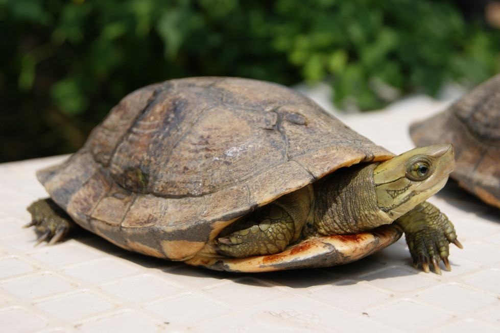 Cuora pani | Cuora Conservation Center