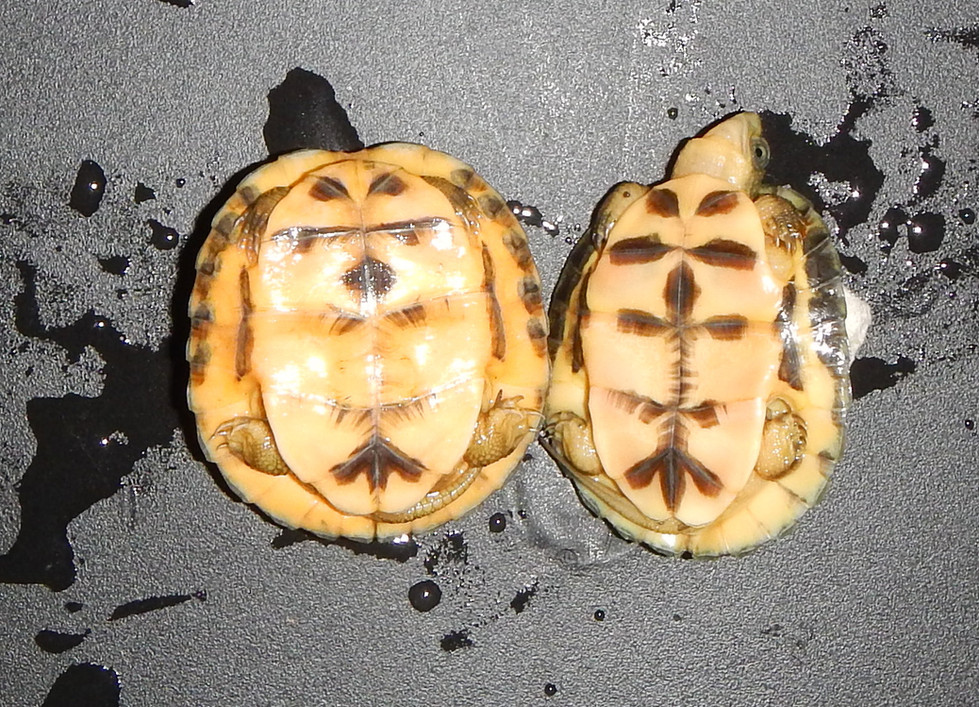 Cuora aurocapitata | Cuora Conservation Center