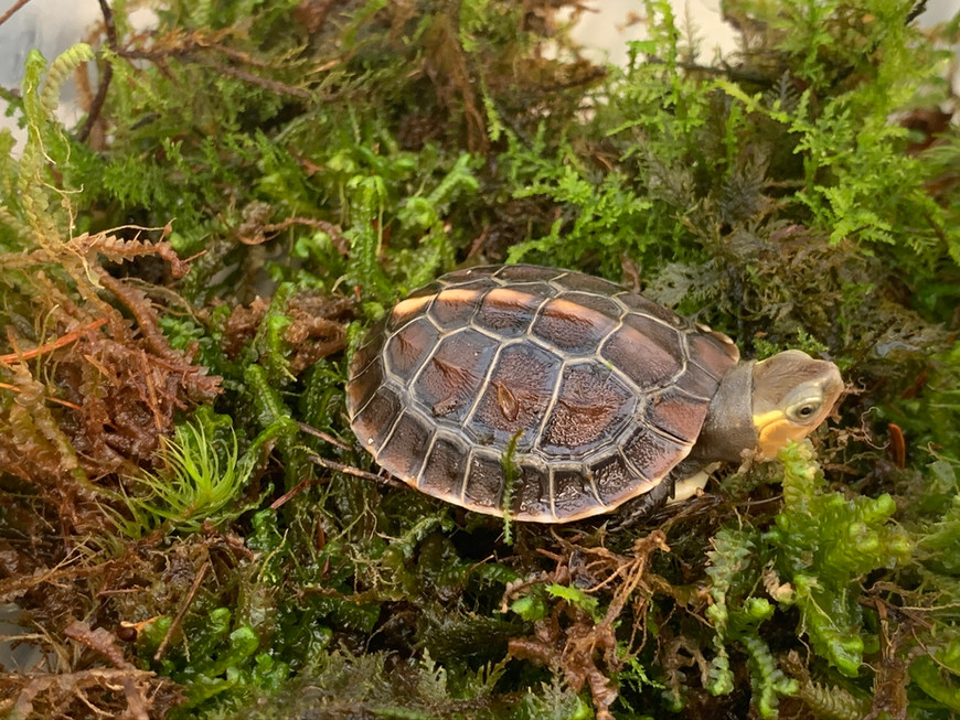 Cuora flavomarginata | Cuora Conservation Center