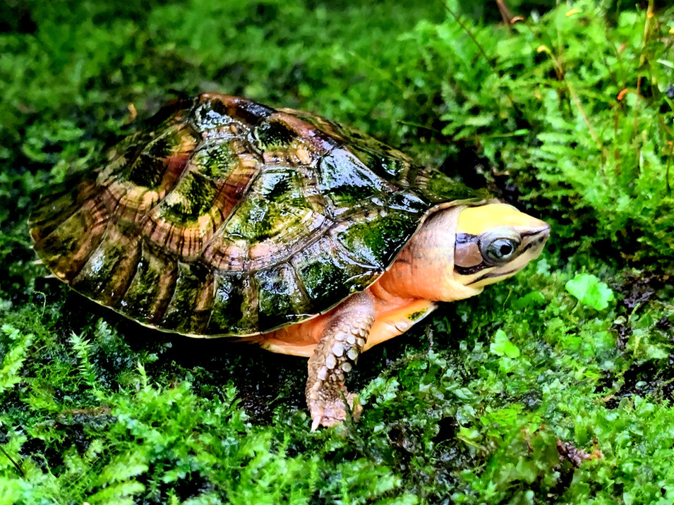 Cuora trifasciata | Cuora Conservation Center