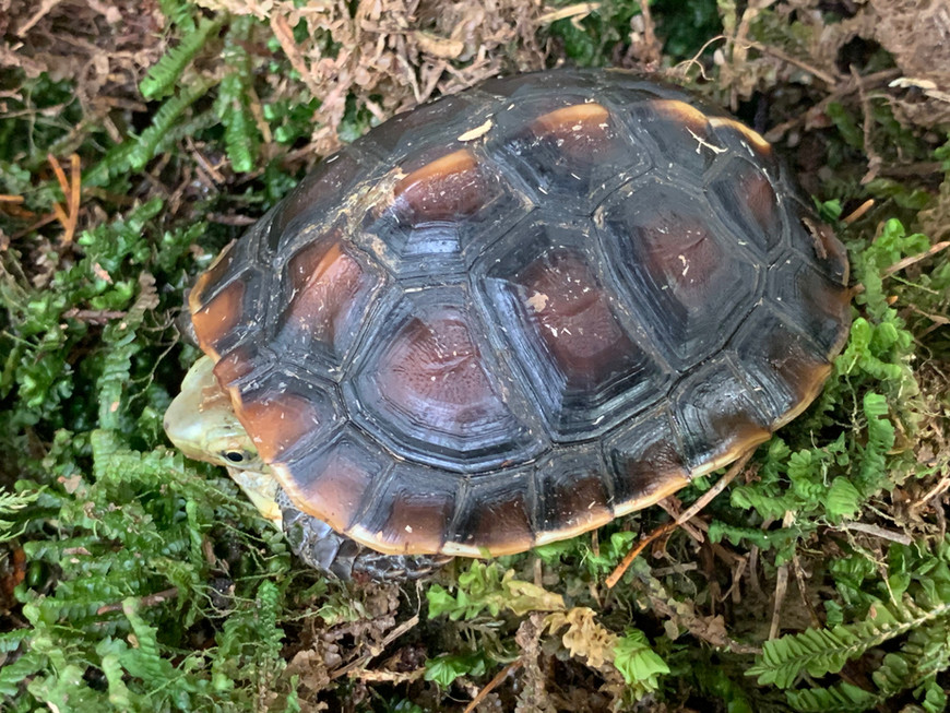 Cuora flavomarginata | Cuora Conservation Center