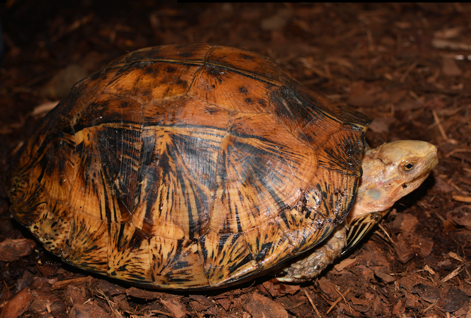 Cuora Hybrids | Cuora Conservation Center