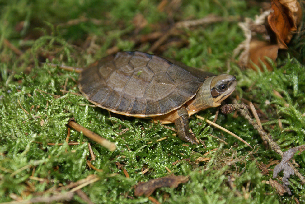 Cuora cyclornata | Cuora Conservation Center