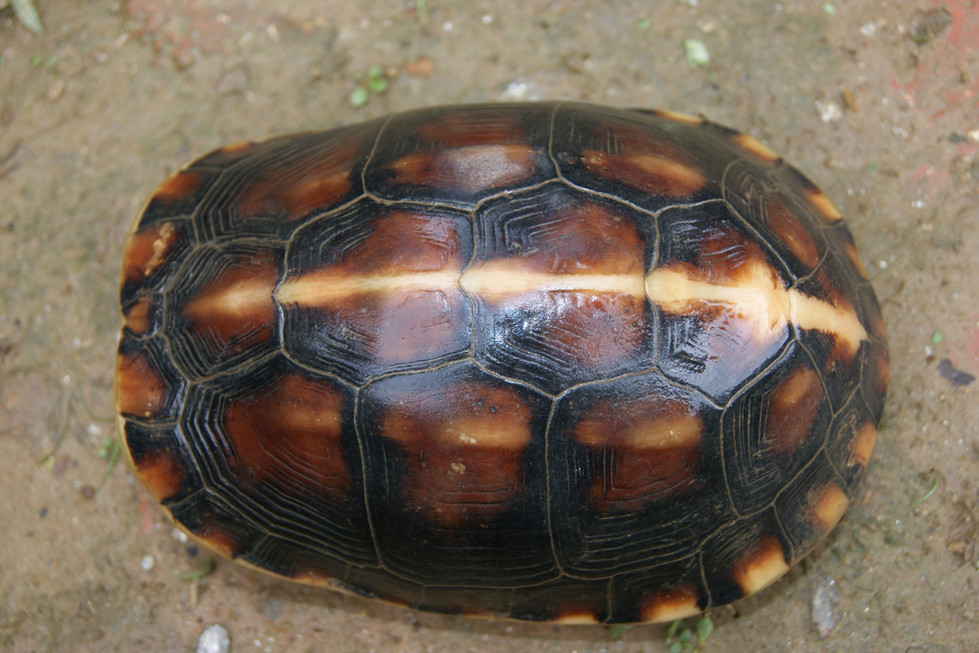 Cuora flavomarginata | Cuora Conservation Center