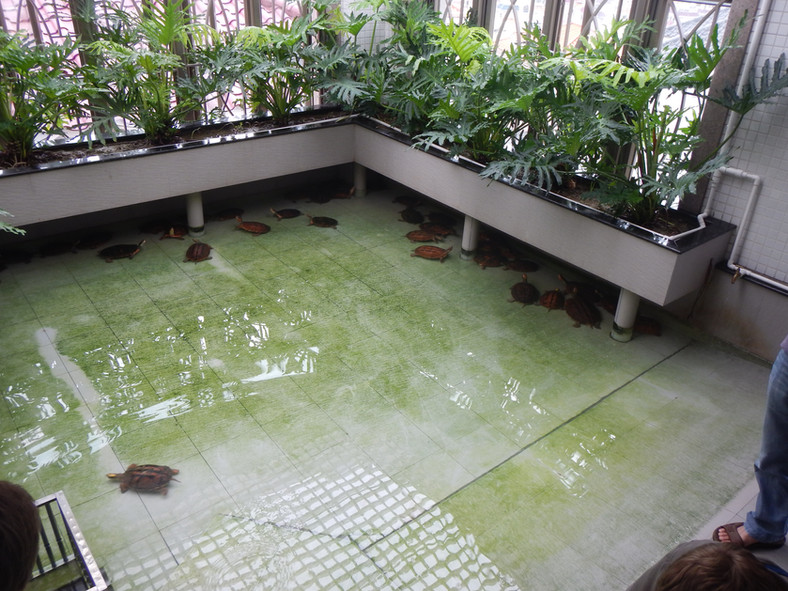 Turtle Farms & Trade in China | Cuora.org