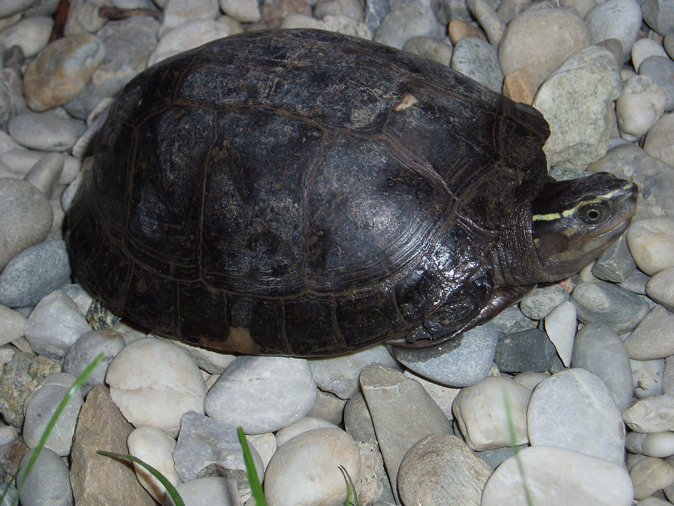 Cuora amboinensis | Cuora Conservation Center