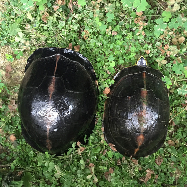 Cuora lineata | Cuora Conservation Center