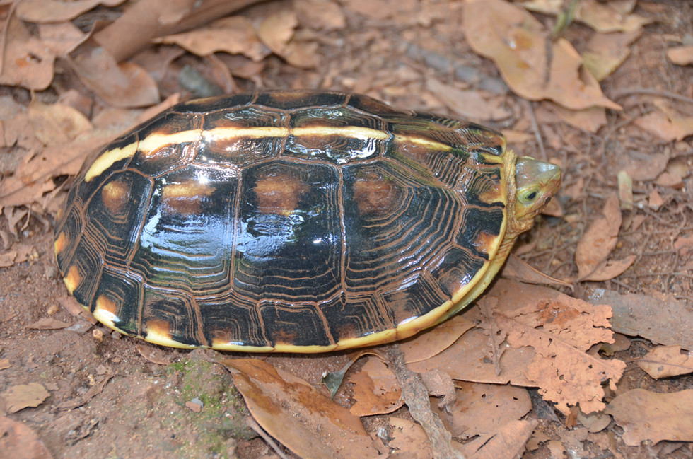 Cuora flavomarginata | Cuora Conservation Center