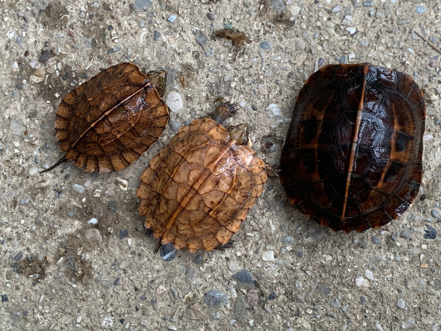 Cuora Hybrids | Cuora Conservation Center