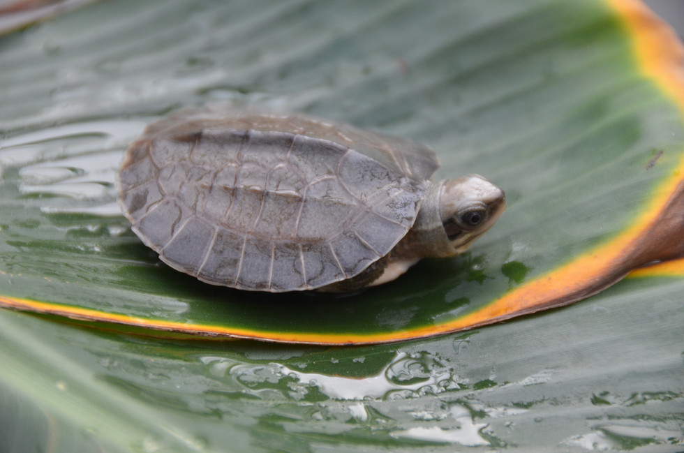 Cuora cyclornata | Cuora Conservation Center