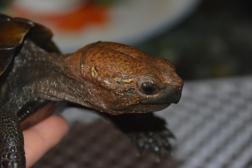 Cuora mouhotii | Cuora Conservation Center