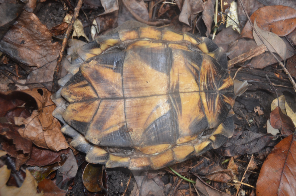 Cuora mouhotii | Cuora Conservation Center