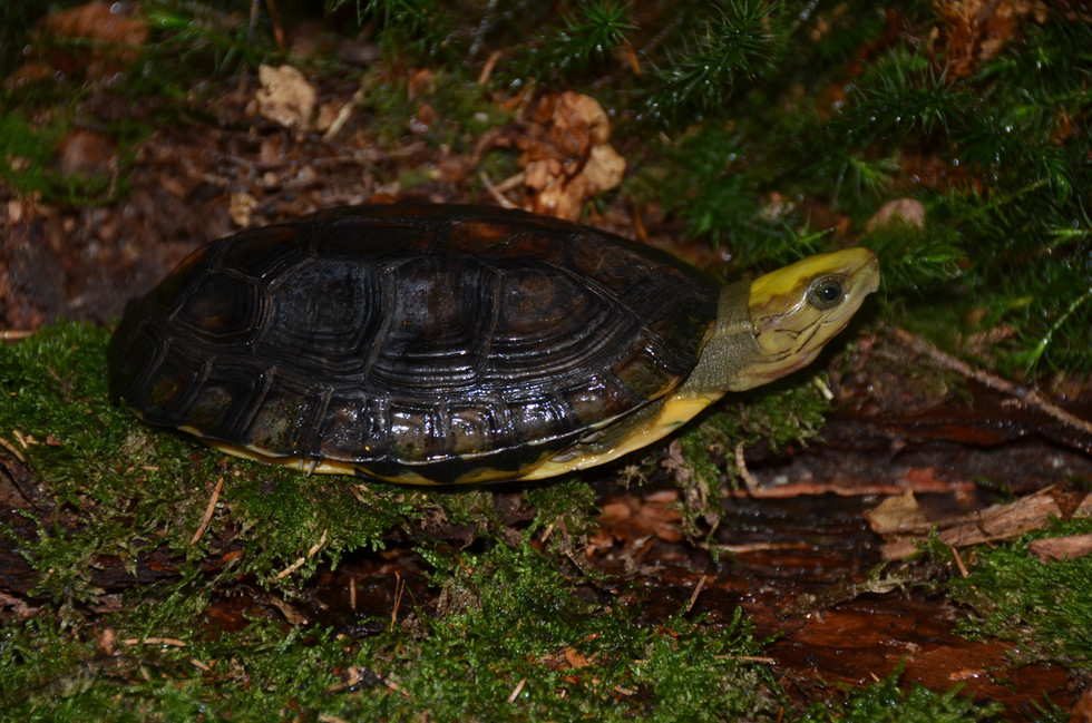 Cuora aurocapitata | Cuora Conservation Center