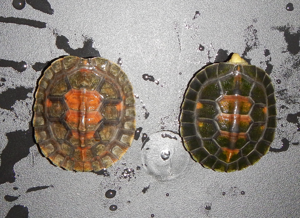 Cuora aurocapitata | Cuora Conservation Center