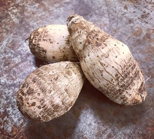 Dasheen | Chiccharney Farms