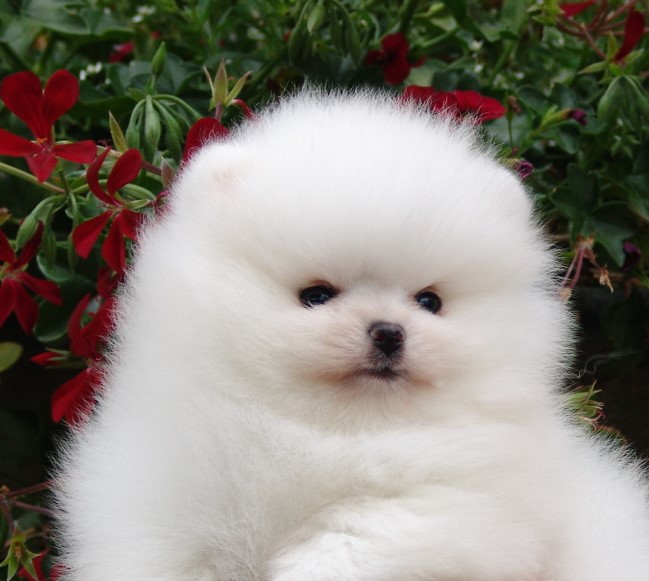 spitz nain blanc | petit spitz blanc d'arlande | france