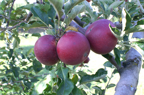 Mele Stayman | Agricheff