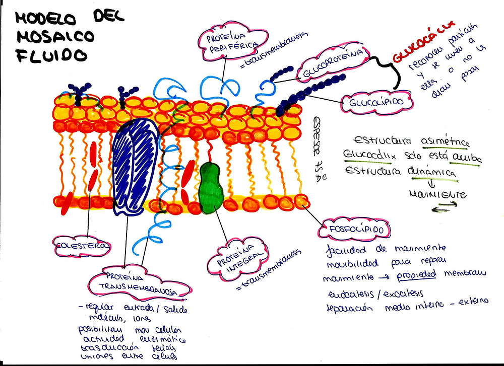 Membrana plasmática al detalle
